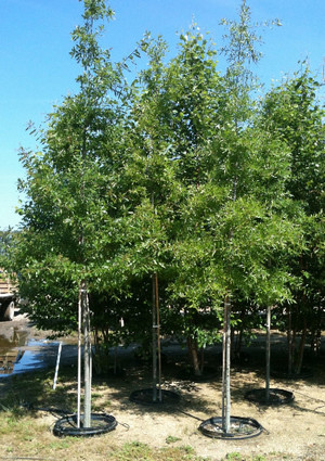 Selecting Trees for Your Landscape - Nature's Realm